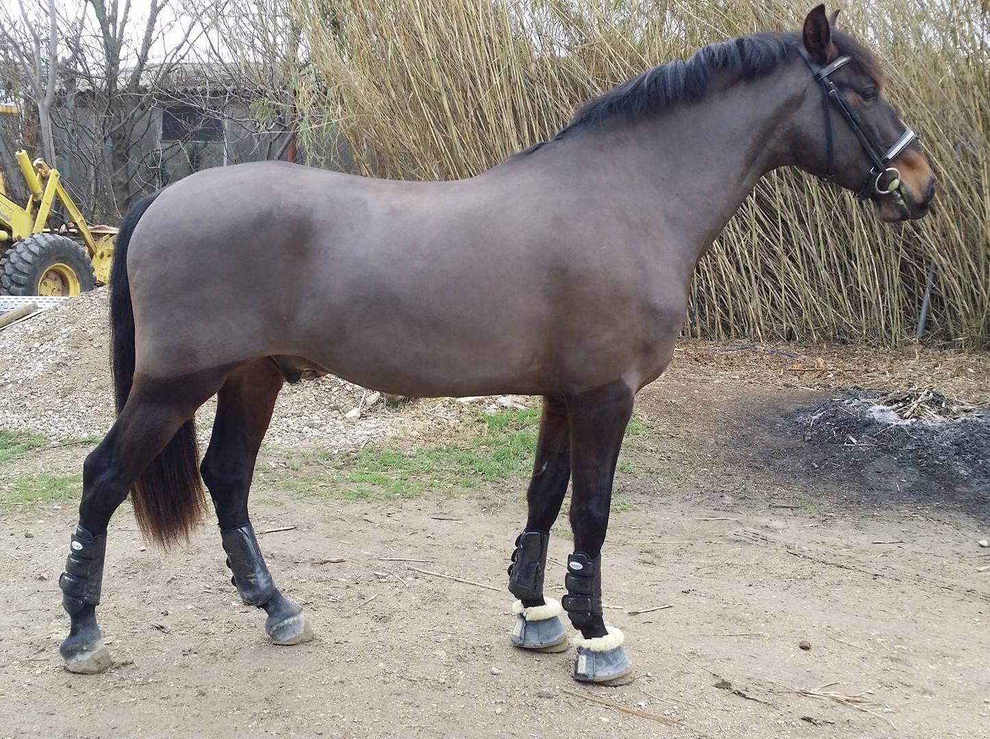 Isabelle Devambez - Saddle Fitting - Montpellier